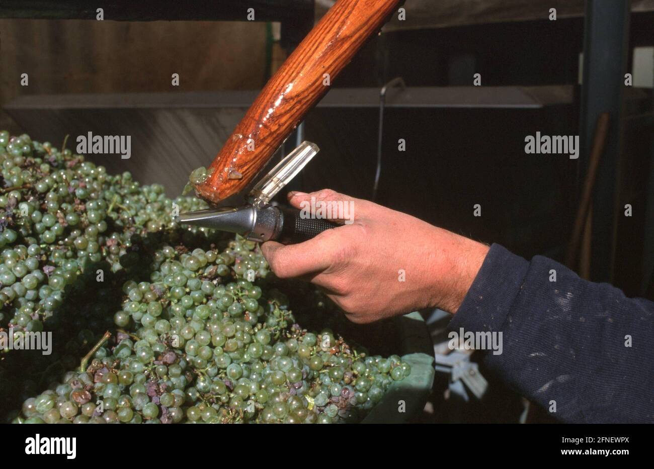 Grape harvest on the Moselle : Measuring the Öchsle degrees with the ...