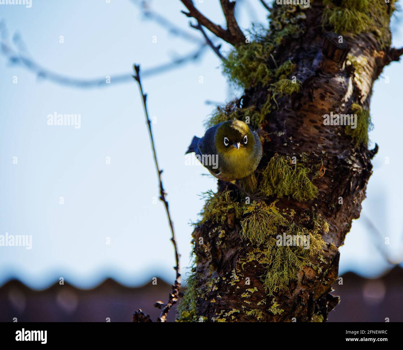 The silvereye/tauhou on a flax flower – also known as the waxeye, or ...