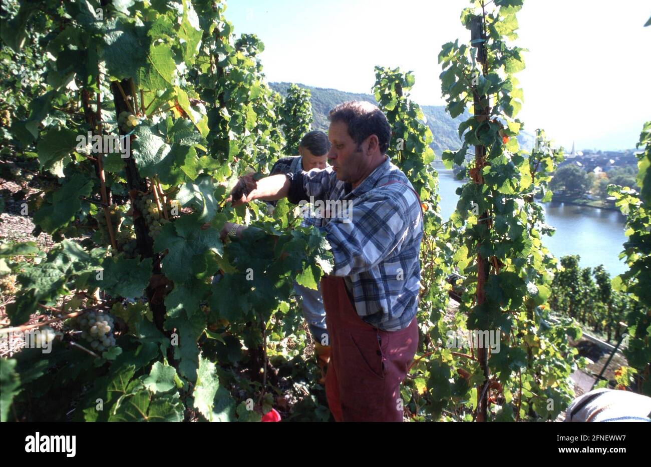 Grape harvest at the Mosel (Kröv)10/99 [automated translation] Stock ...