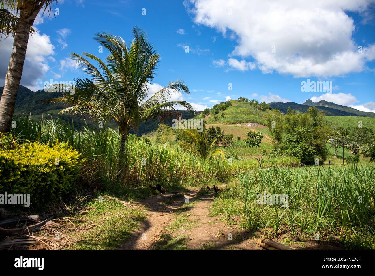 Green tropical landscape with mountains and rural land. Philippine ...