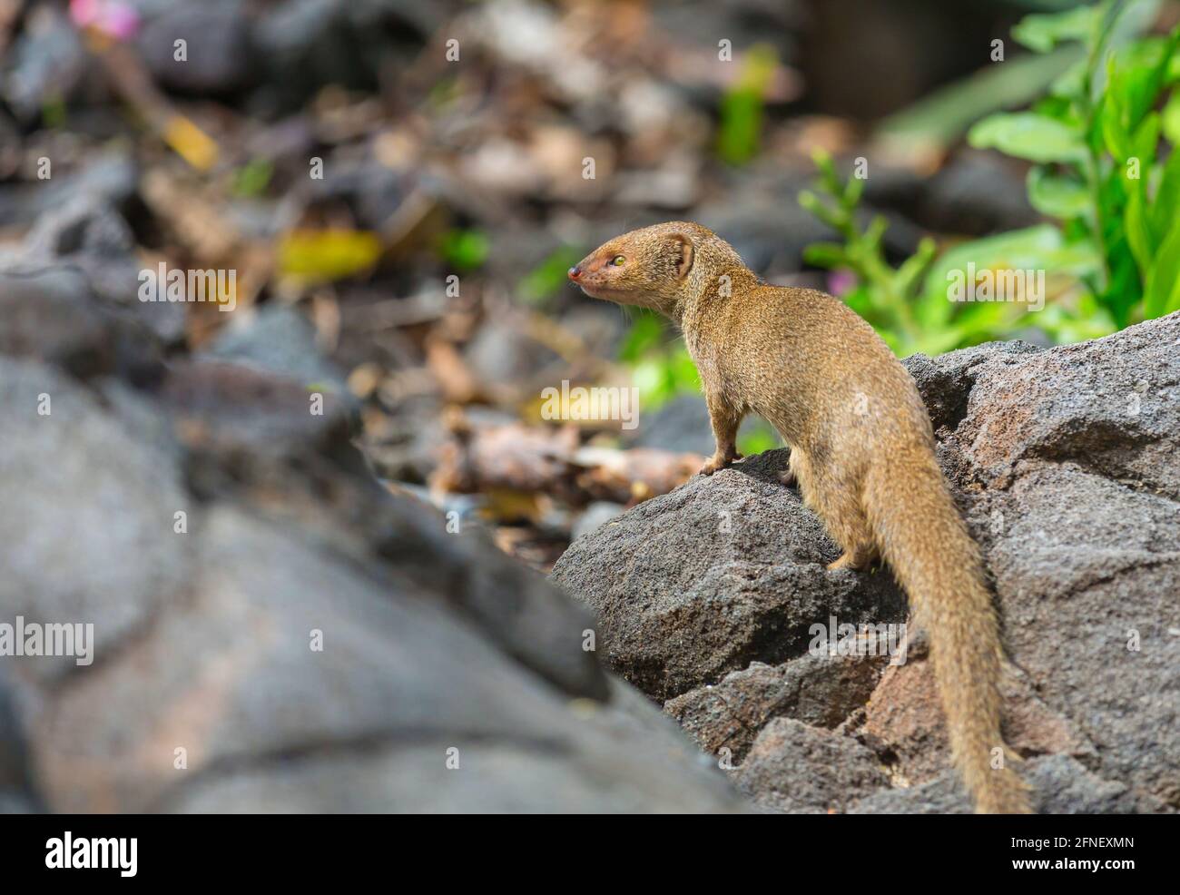 Mongoose hawaii hi-res stock photography and images - Alamy