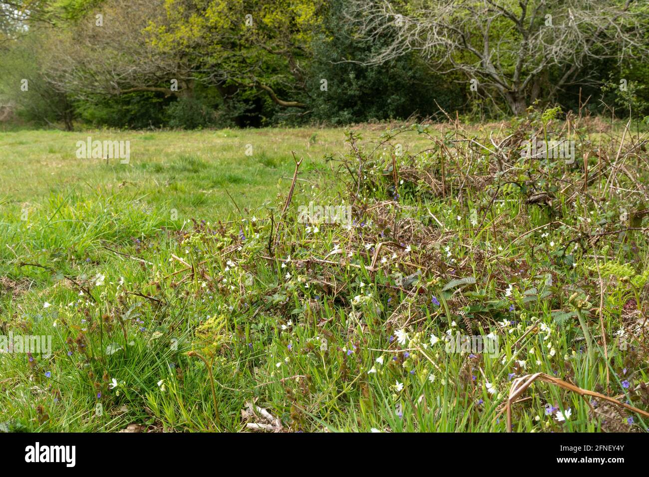Uk pasture hi-res stock photography and images - Alamy
