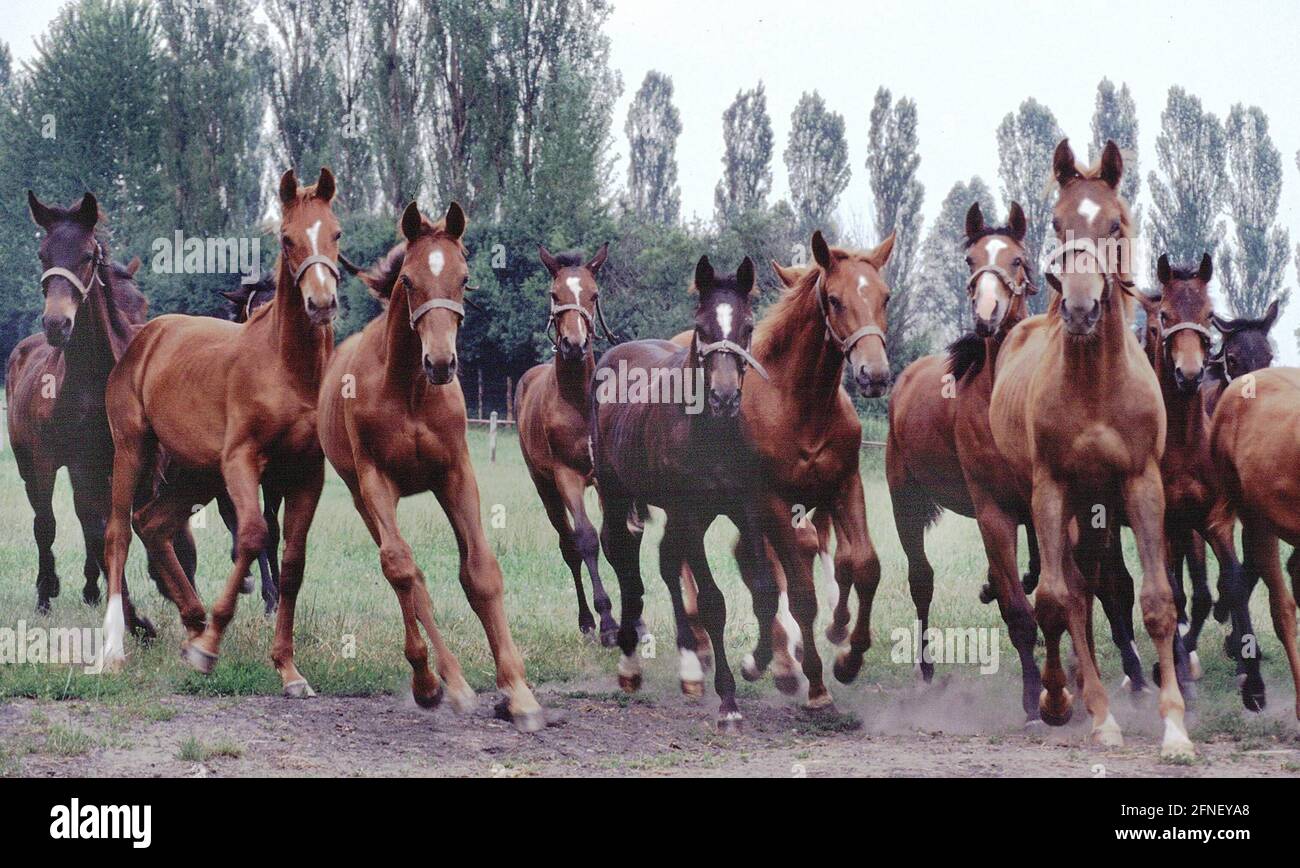Trakehner Horse High Resolution Stock Photography and Images - Alamy