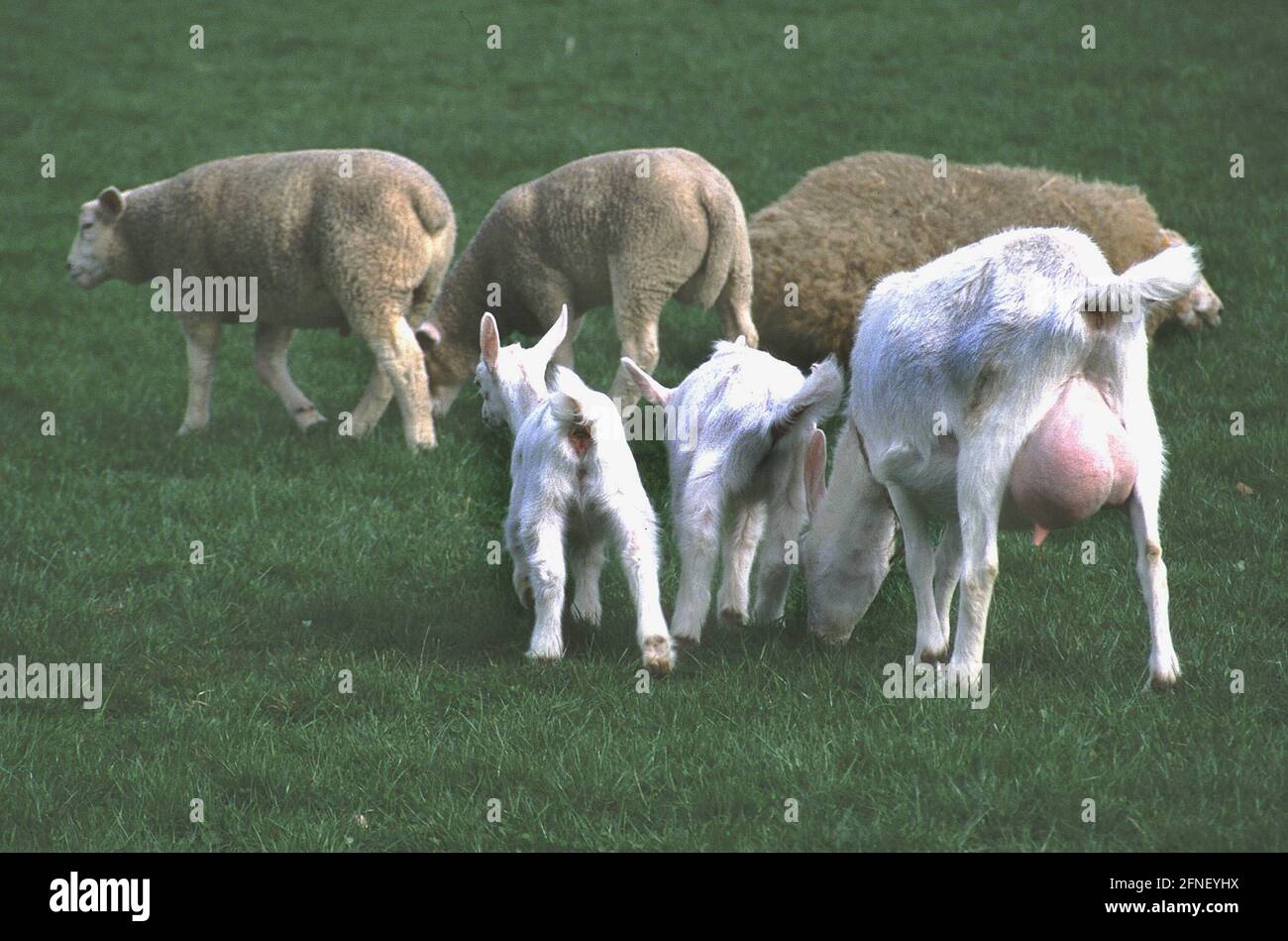 Goats and sheep hi-res stock photography and images - Alamy