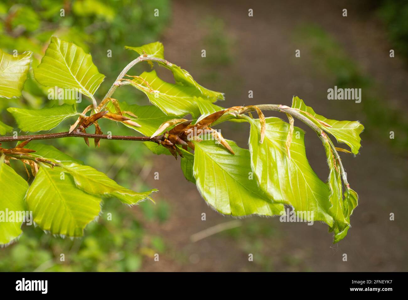Young fresh beech leaves just opened in May, Spring, UK. Beech tree ...