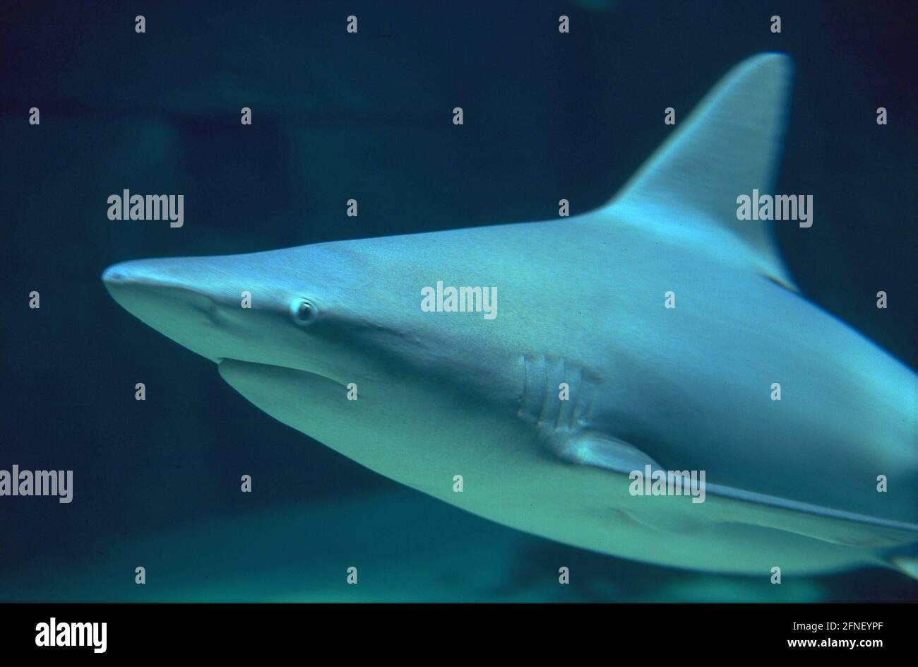 Shark in the water. [automated translation] Stock Photo - Alamy