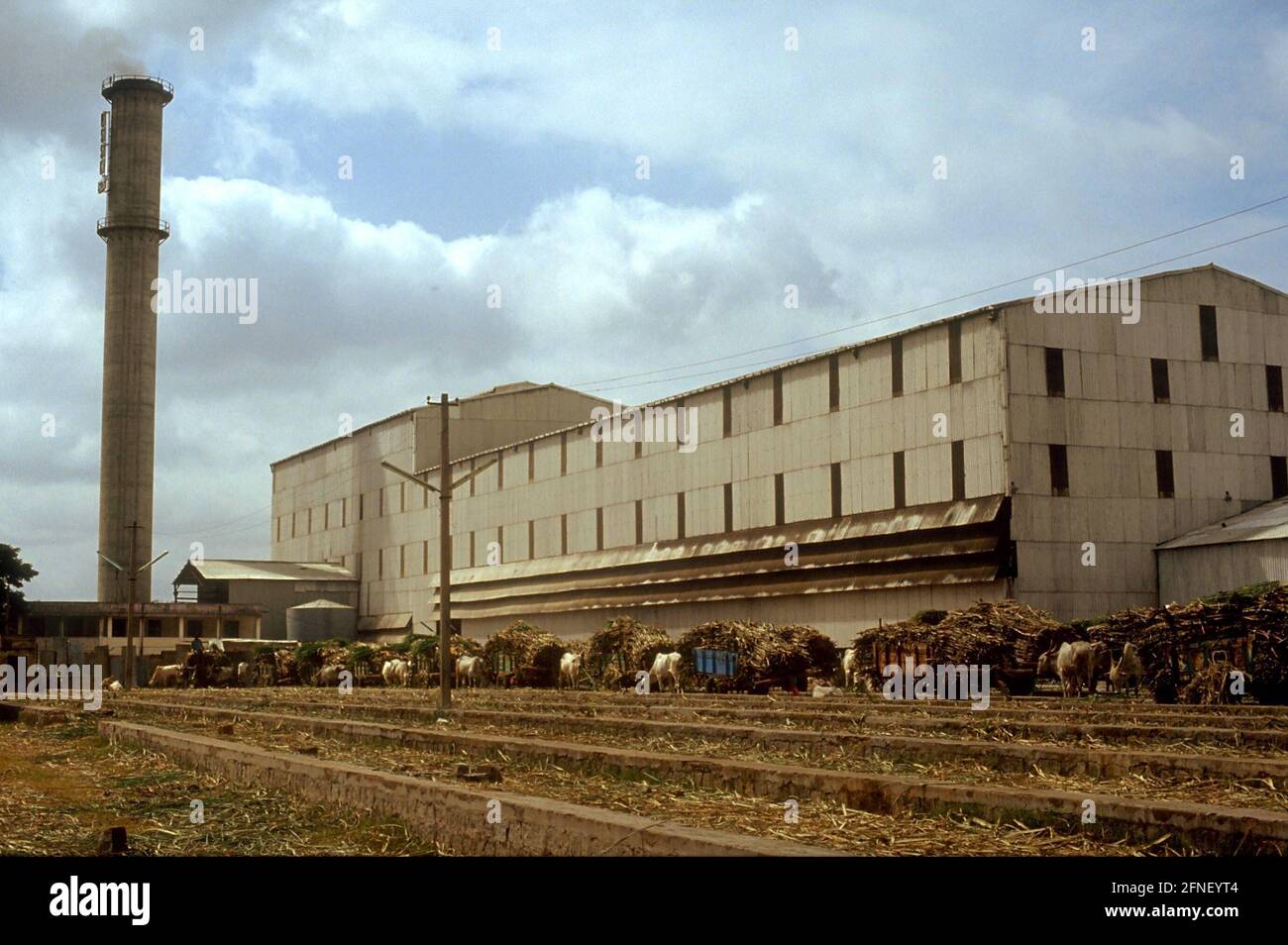 Ox carts loaded with sugar cane wait for clearance in front of a large ...