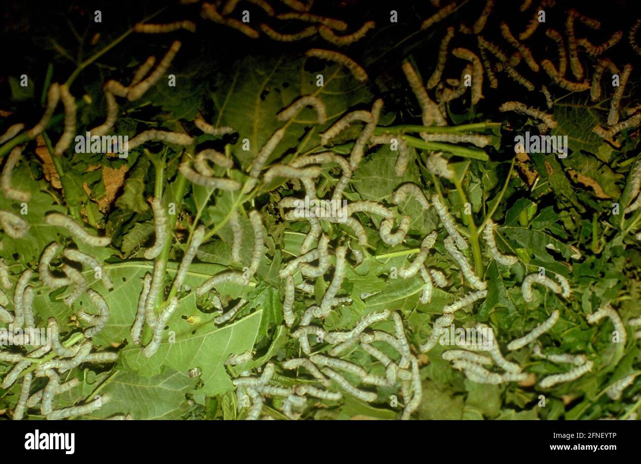 Silkworms are fed with leaves from mulberry trees. [automated ...