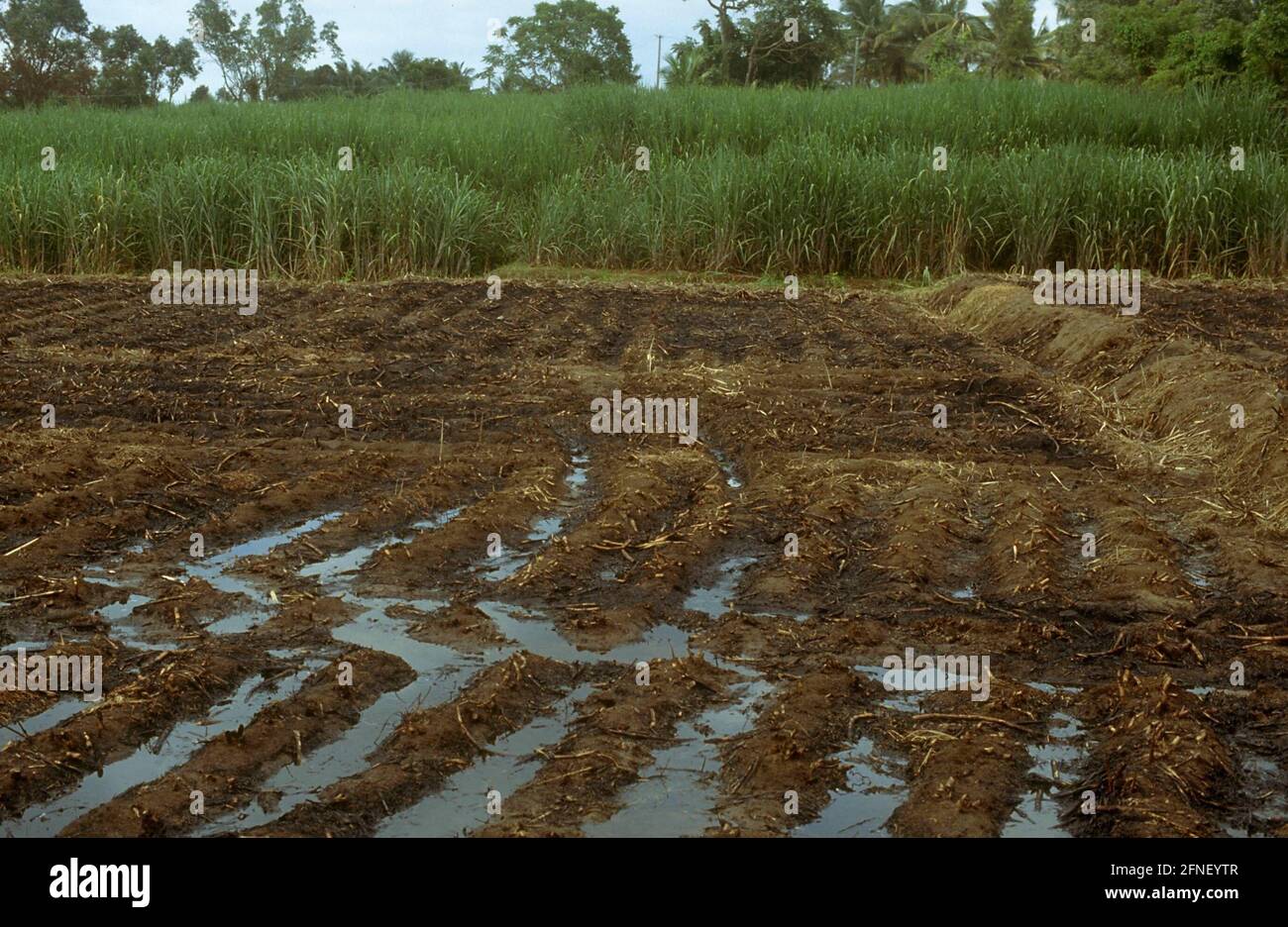 After the sugar cane harvest, the dry plant residues are burned off ...