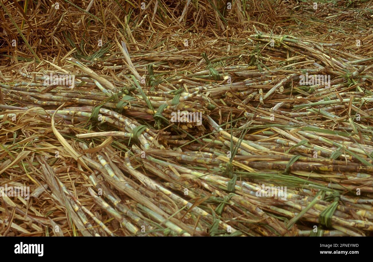 Bundled cane hi-res stock photography and images - Alamy