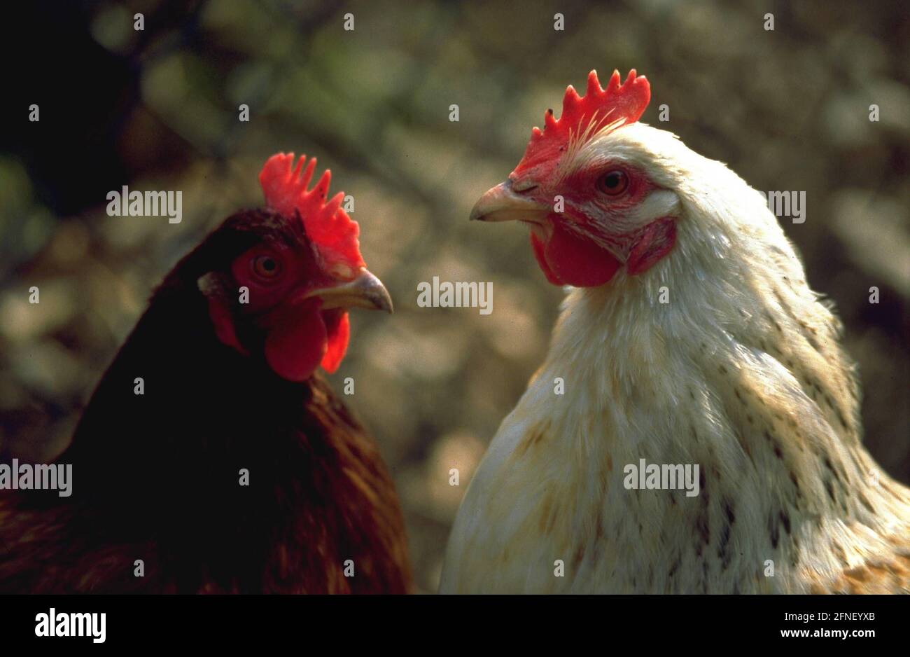 Brown and white hen. [automated translation] Stock Photo - Alamy