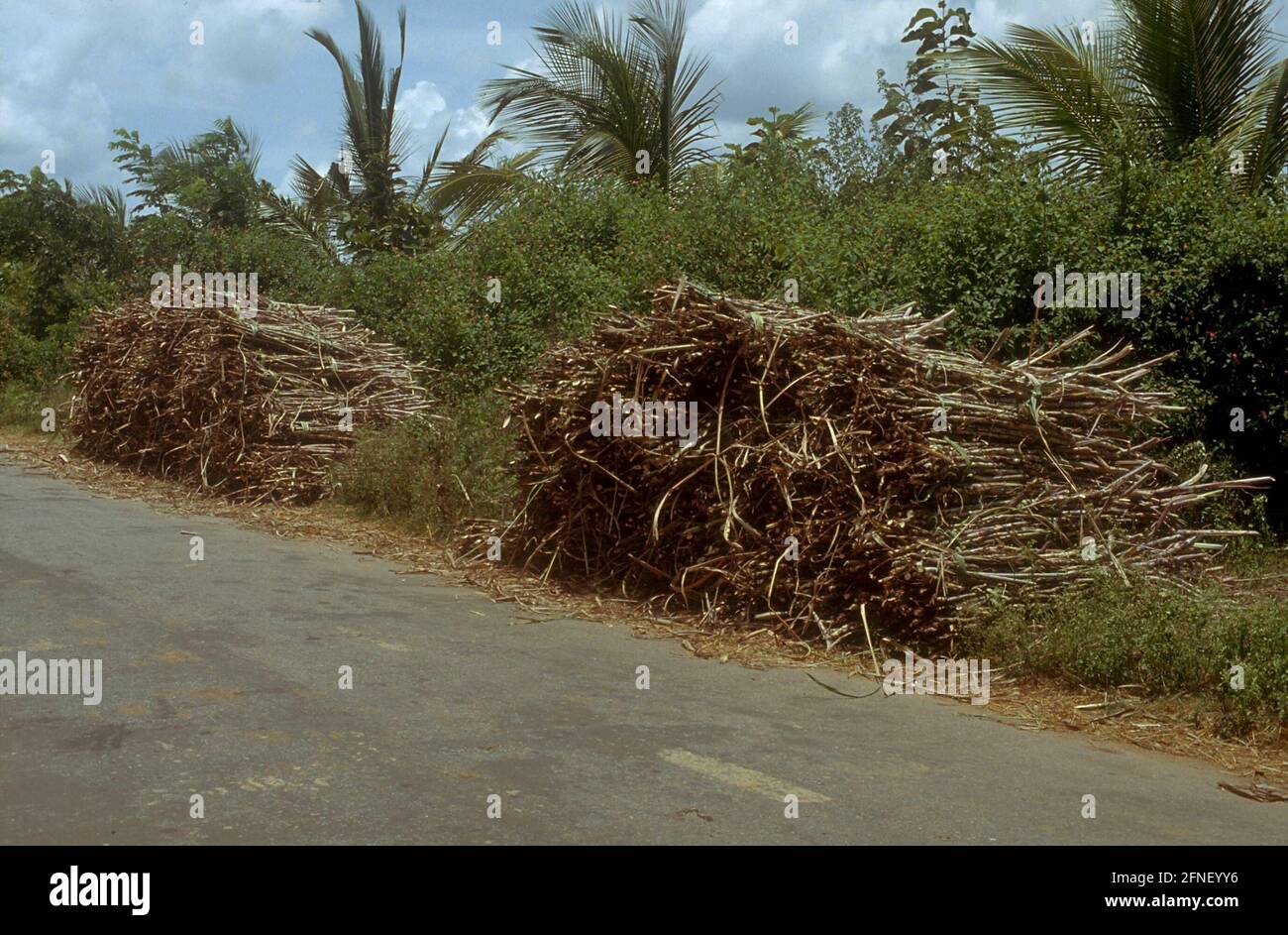 Bundles of sugar cane are stacked at the side of the road for transport ...