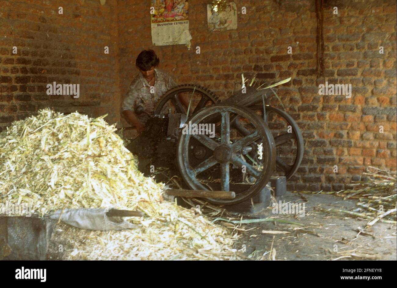 In sugar cane processing, traditional family farms use a diesel-powered ...