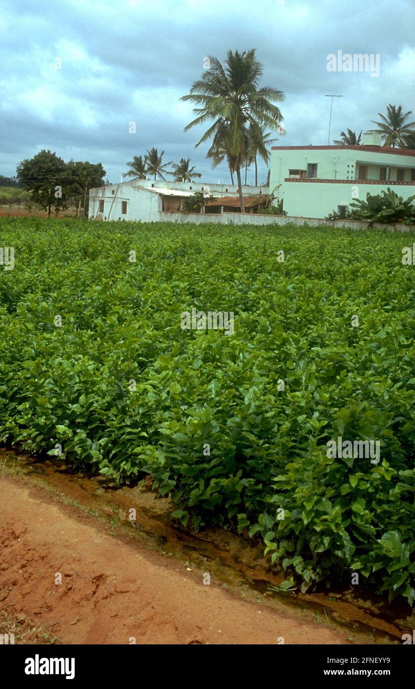 A mulberry bush plantation: the leaves are the only food for the ...