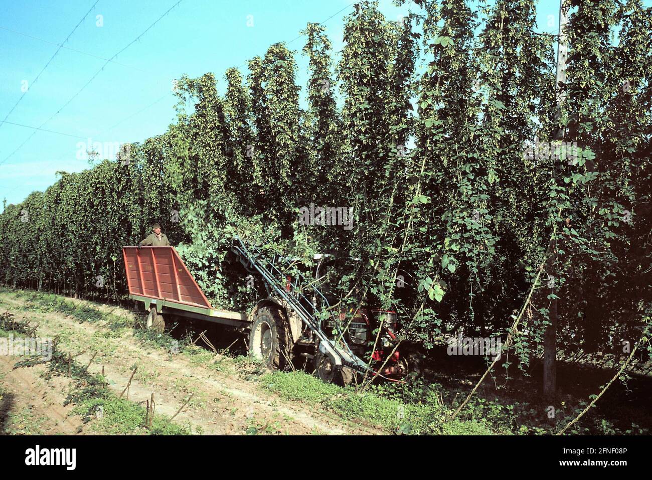 Hop harvest in the Hallertau. [automated translation] Stock Photo - Alamy