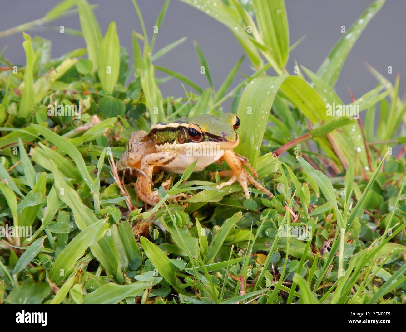Frog in The Grass Stock Photo - Alamy