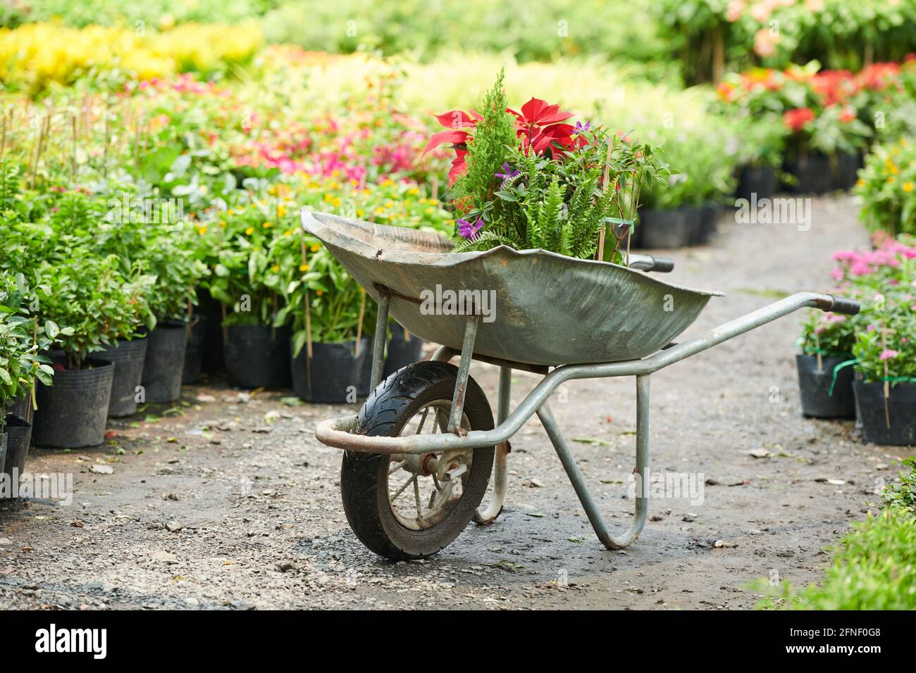 Gardener plants wheelbarrow formal hi-res stock photography and images ...