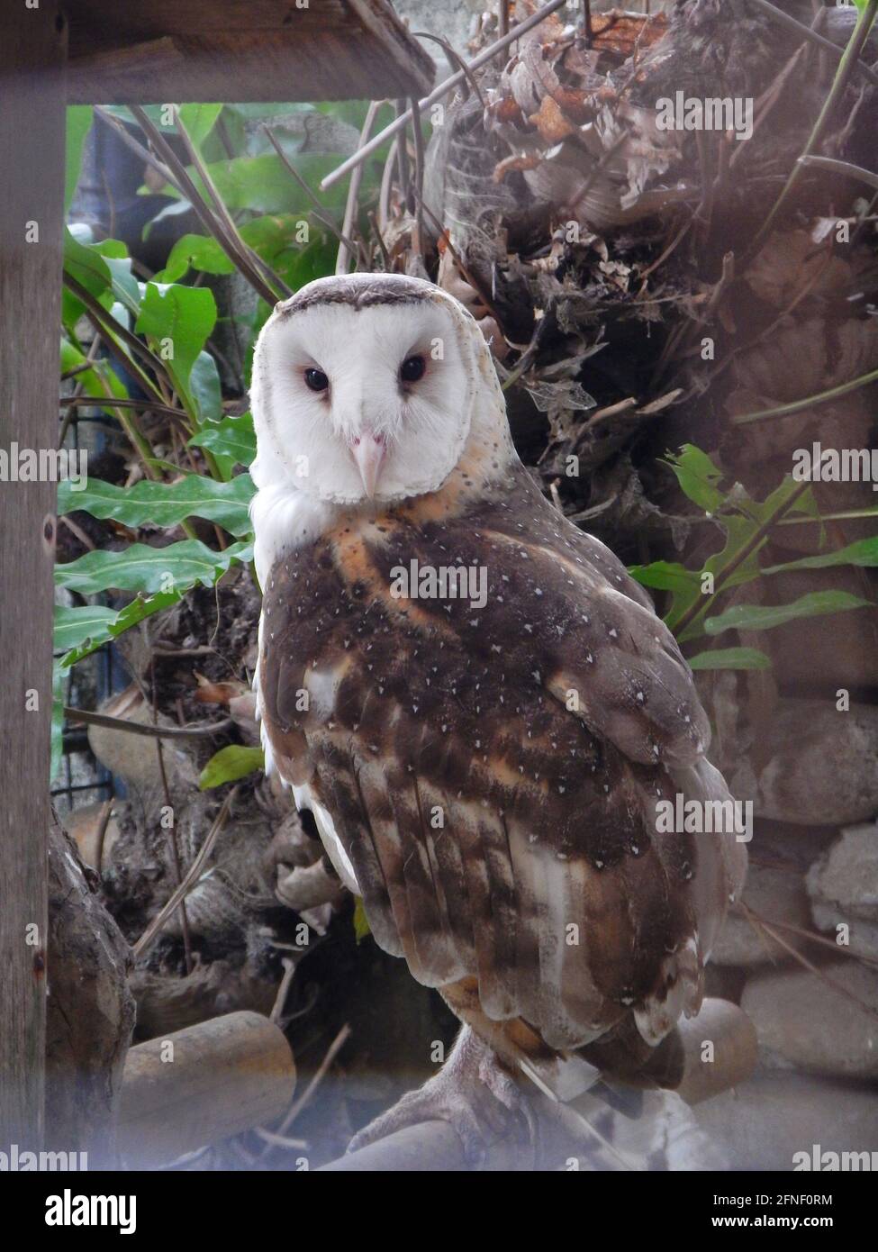 Majestic, white and gray Owl bird at The Water Garden, Bacolod ...