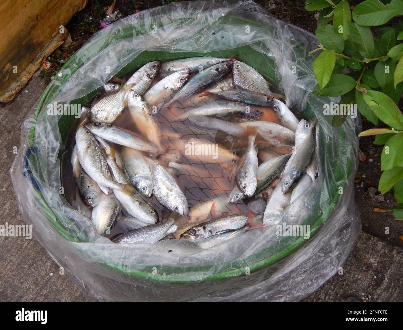 Fishing in swimming pool High Resolution Stock Photography and Images ...