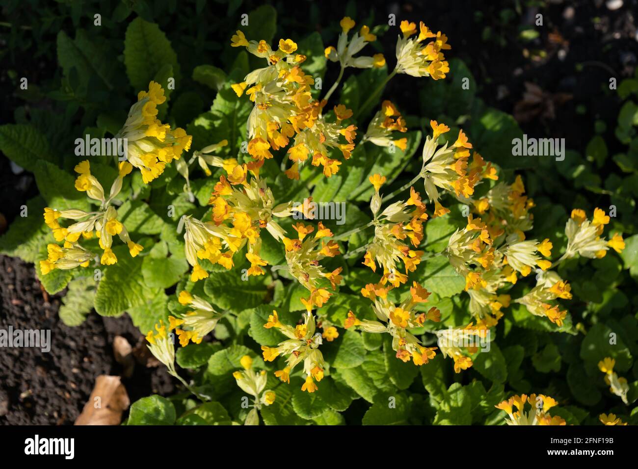 Primulaceae hi-res stock photography and images - Alamy