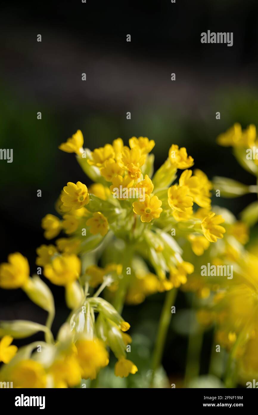 Primulaceae High Resolution Stock Photography and Images - Alamy