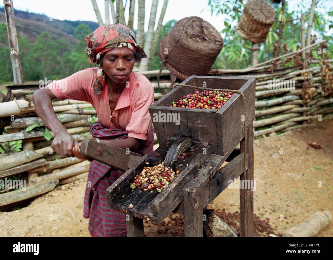 A woman shelling coffee beans in the highlands of East Timor, Ermera ...