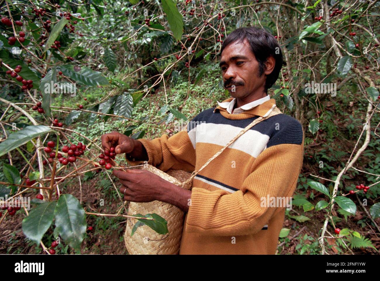 A young man harvesting coffee in the Ermera district. [automated ...