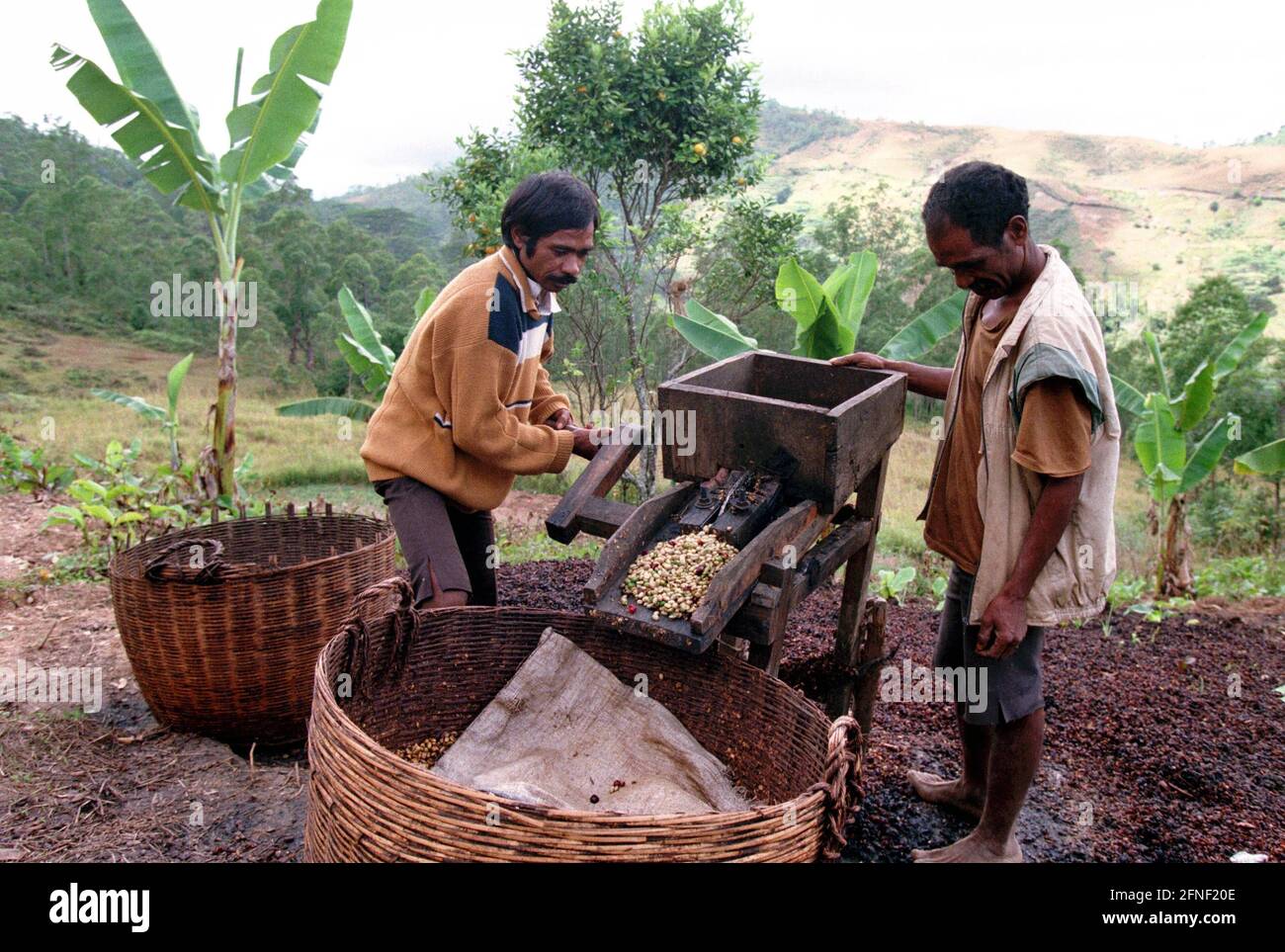 Indonesia coffee processing hi-res stock photography and images - Alamy