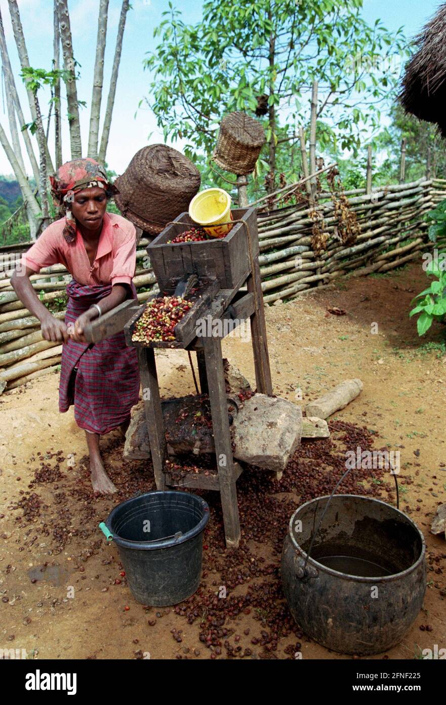 A woman shelling coffee beans in the highlands of East Timor, Ermera ...