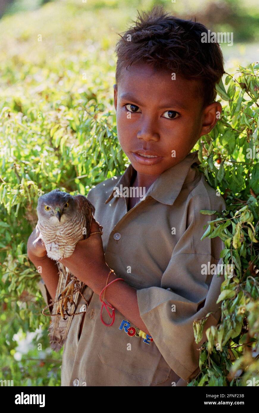 A little boy with a bird in his hand. [automated translation] Stock ...