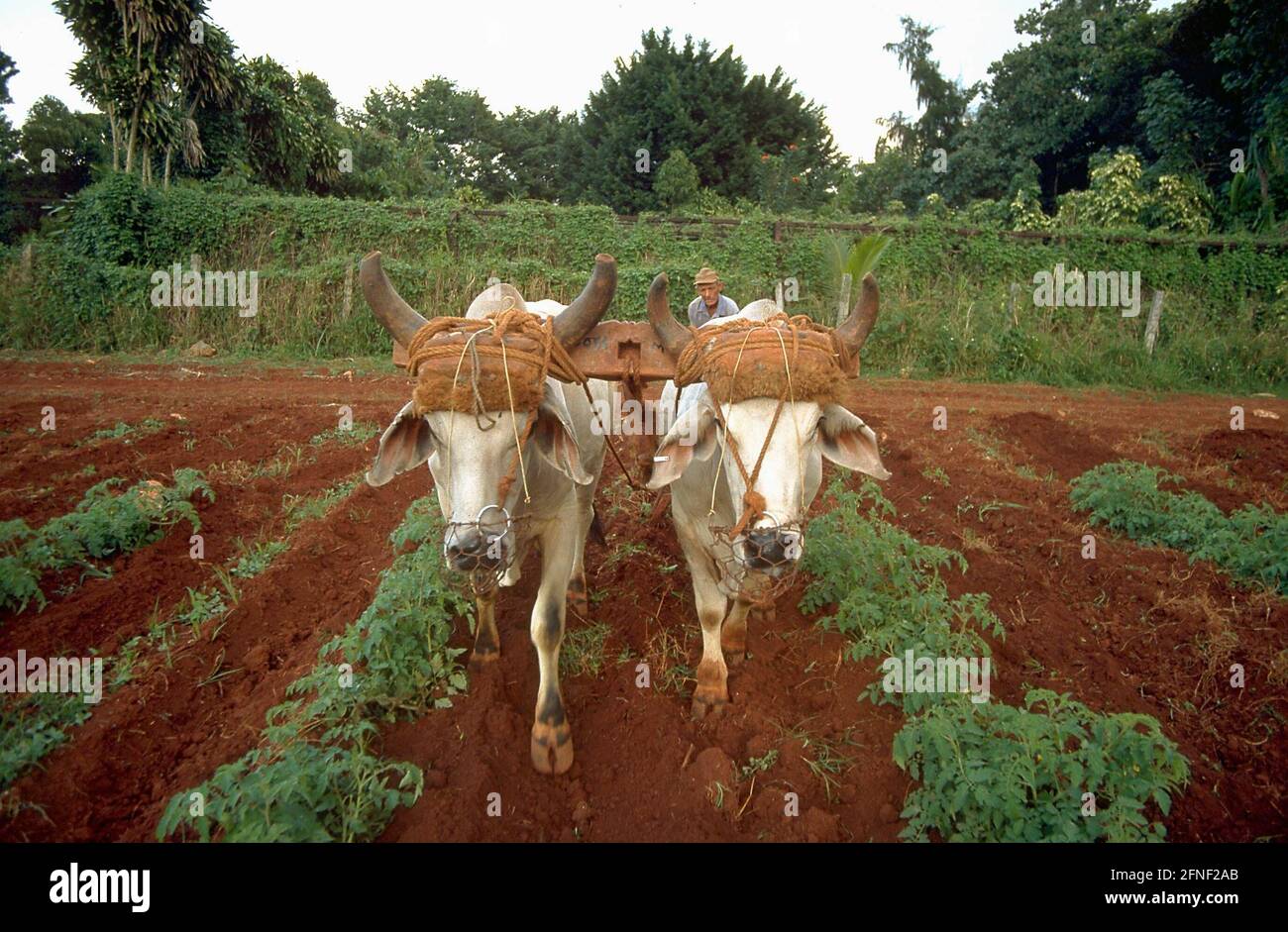 "Agriculture in Cuba is still poorly mechanized. Here, a team of oxen ...
