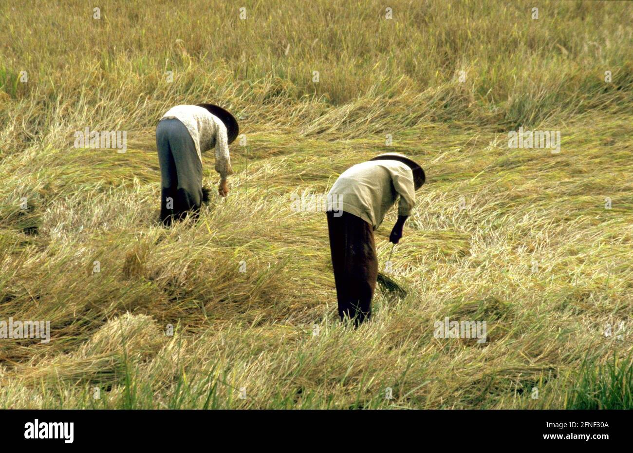 Vietnamese rice farmers at harvest. [automated translation] Stock Photo ...