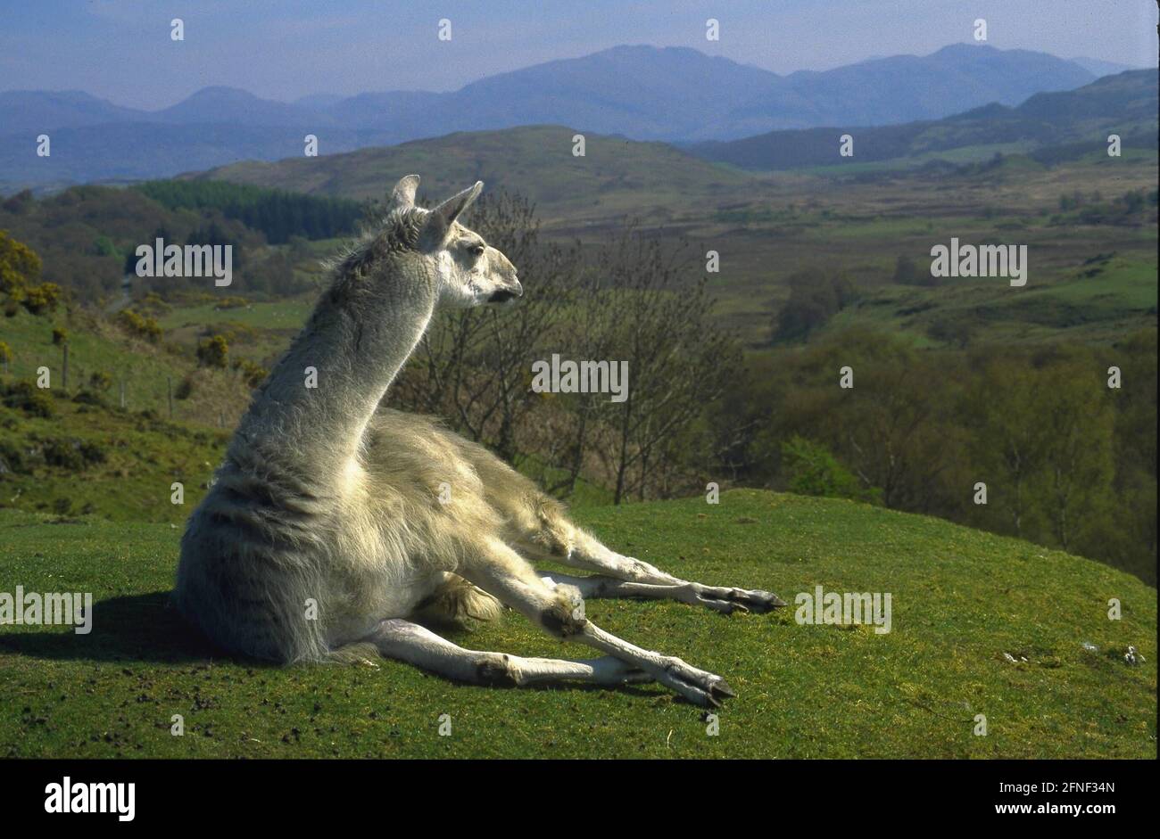 Lama [automated translation] Stock Photo - Alamy