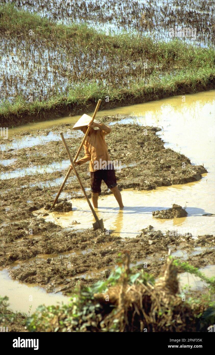 South Vietnamese rice farmer working in the fields. [automated ...