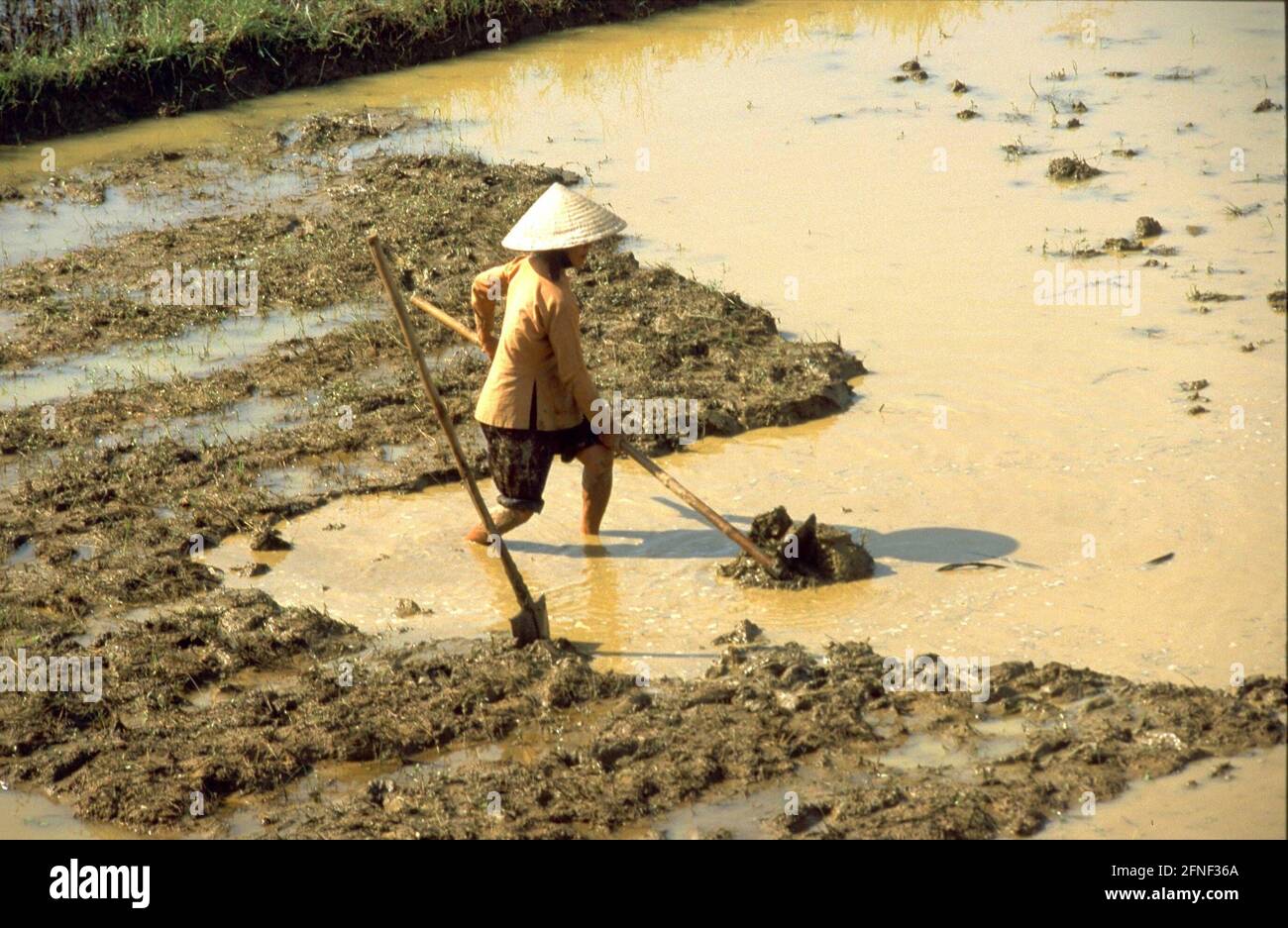 South Vietnamese rice farmer working in the fields. [automated ...