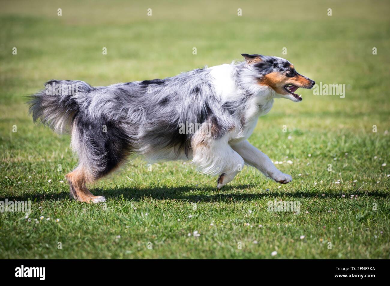 Australian shepherd aussie running hi-res stock photography and images ...
