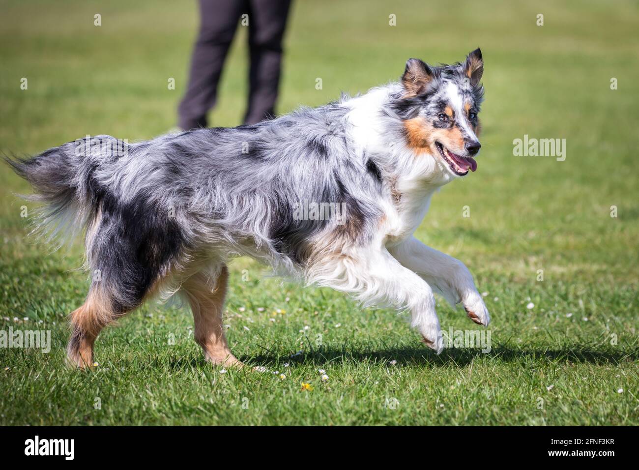 Australian shepherd dog running hi-res stock photography and images - Alamy