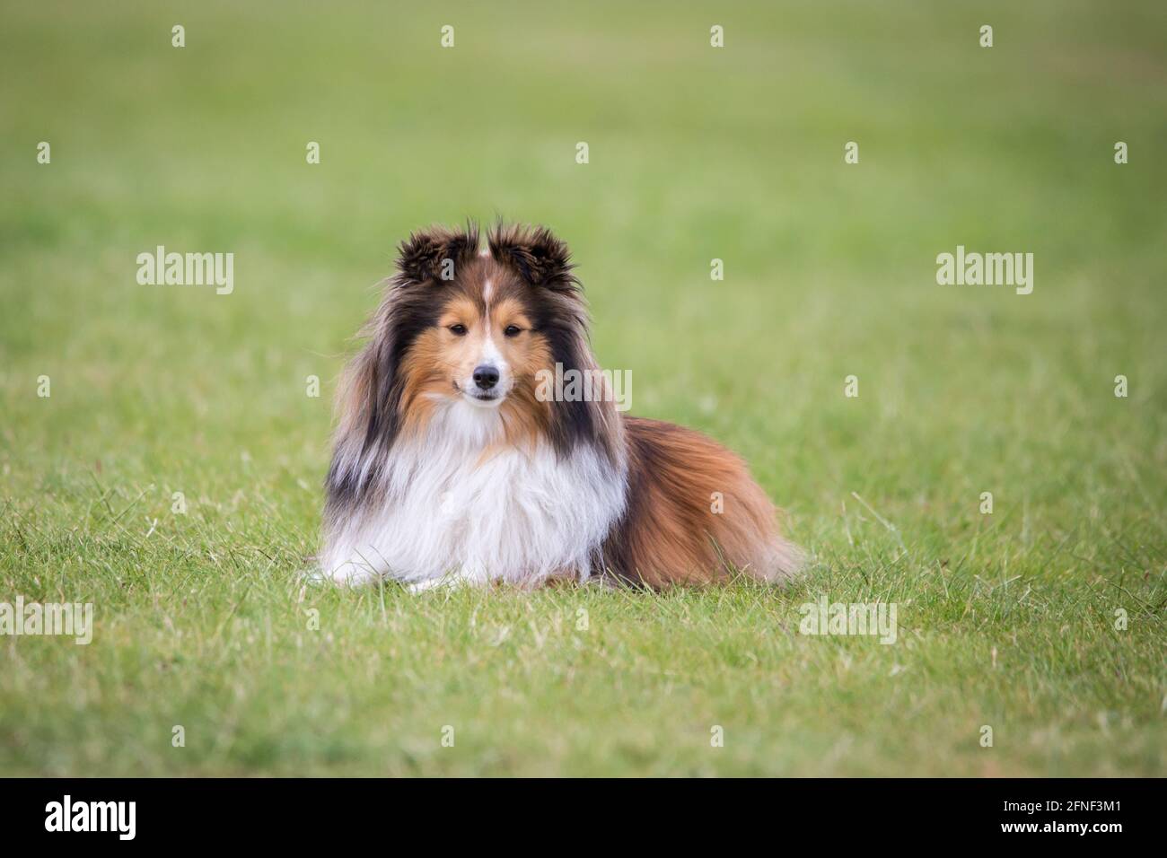 Shetland sheepdog lying hi-res stock photography and images - Alamy