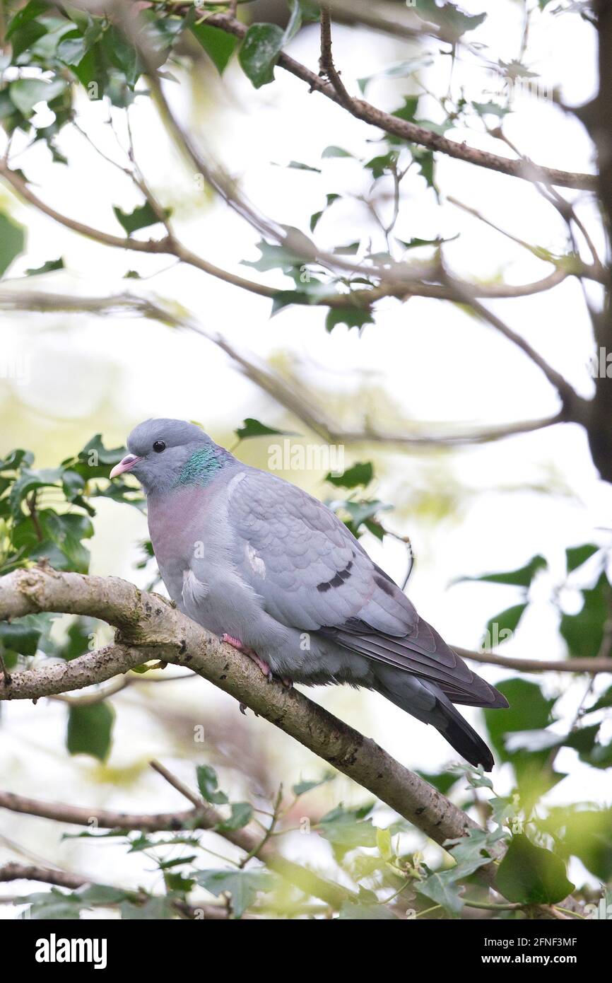 Stock Dove (Columba oenas Stock Photo - Alamy