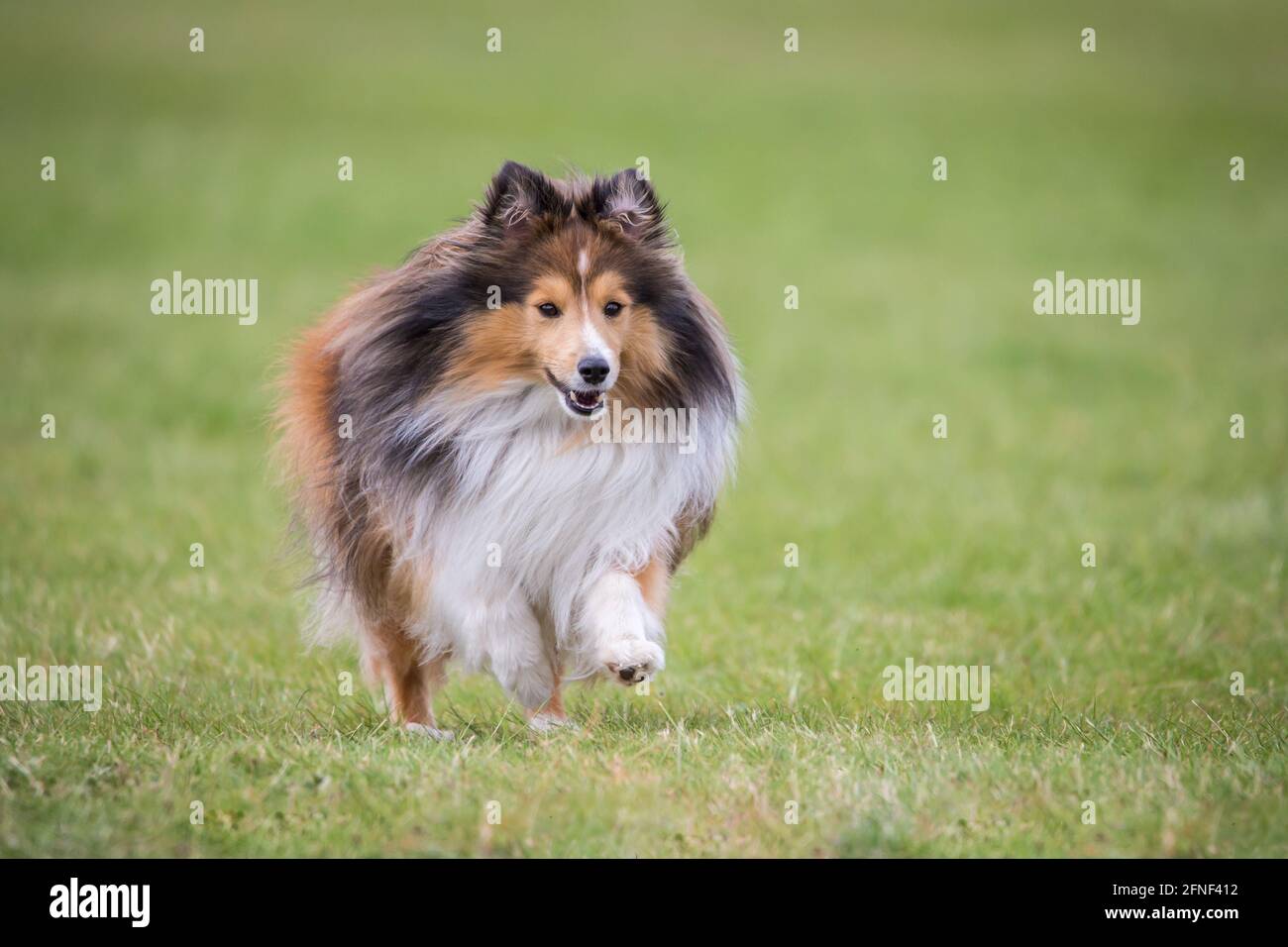 Sheltie (Shetland Sheepdog Stock Photo - Alamy