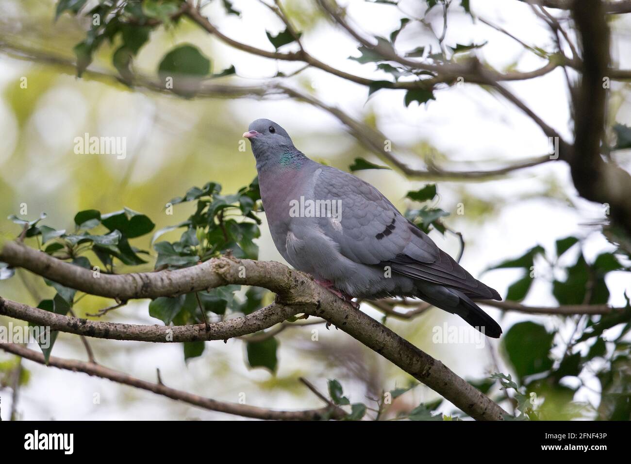 Stock Dove (Columba oenas Stock Photo - Alamy
