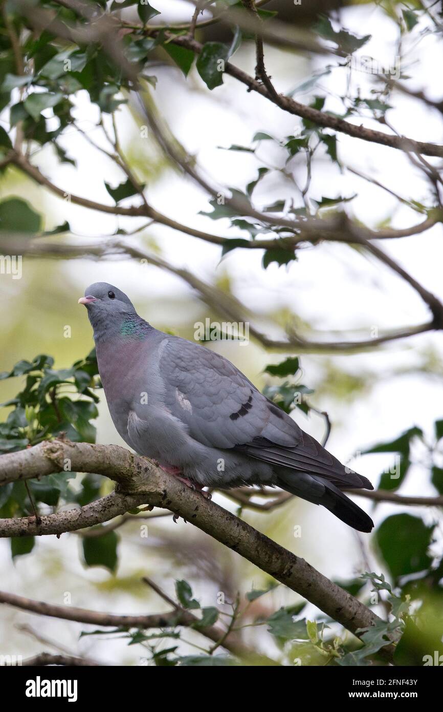 Stock Dove (Columba oenas Stock Photo - Alamy