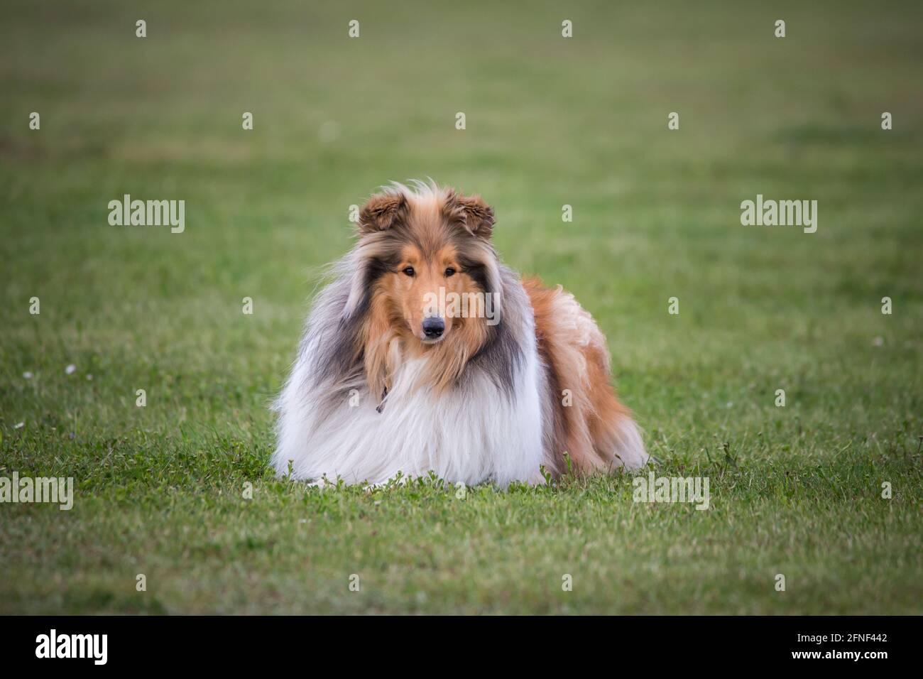 Rough haired dog hi-res stock photography and images - Alamy