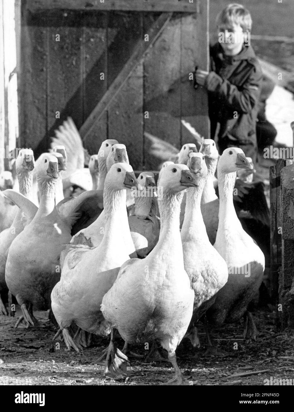 Goose farming on a farm. [automated translation] Stock Photo - Alamy