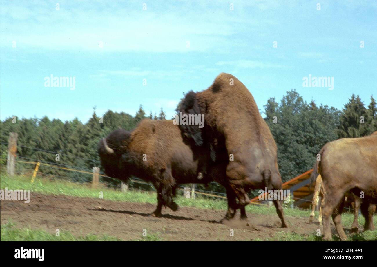 Mating in bison. [automated translation] Stock Photo - Alamy