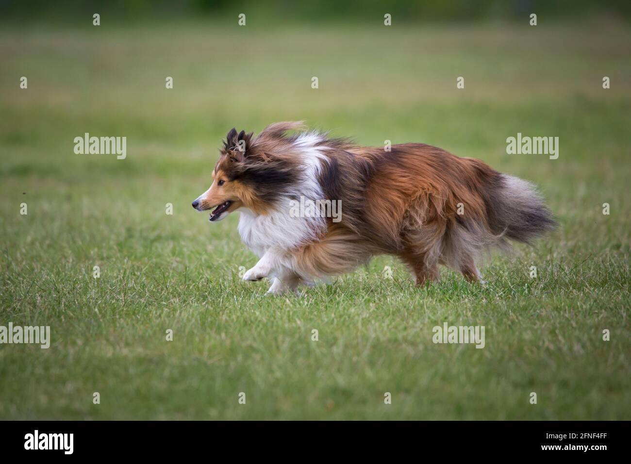 Running sheltie hi-res stock photography and images - Alamy