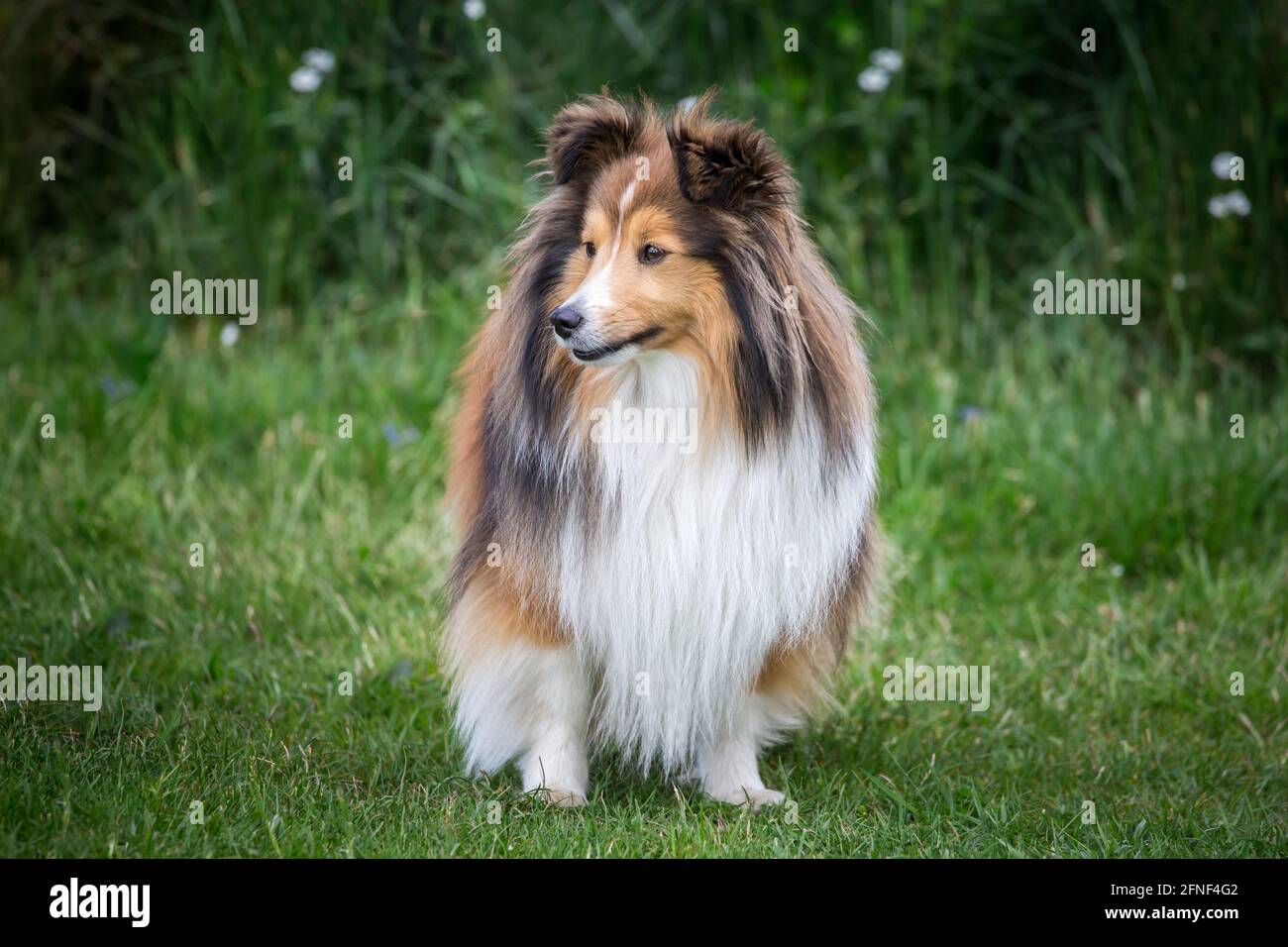 Scottish sheepdog hi-res stock photography and images - Alamy