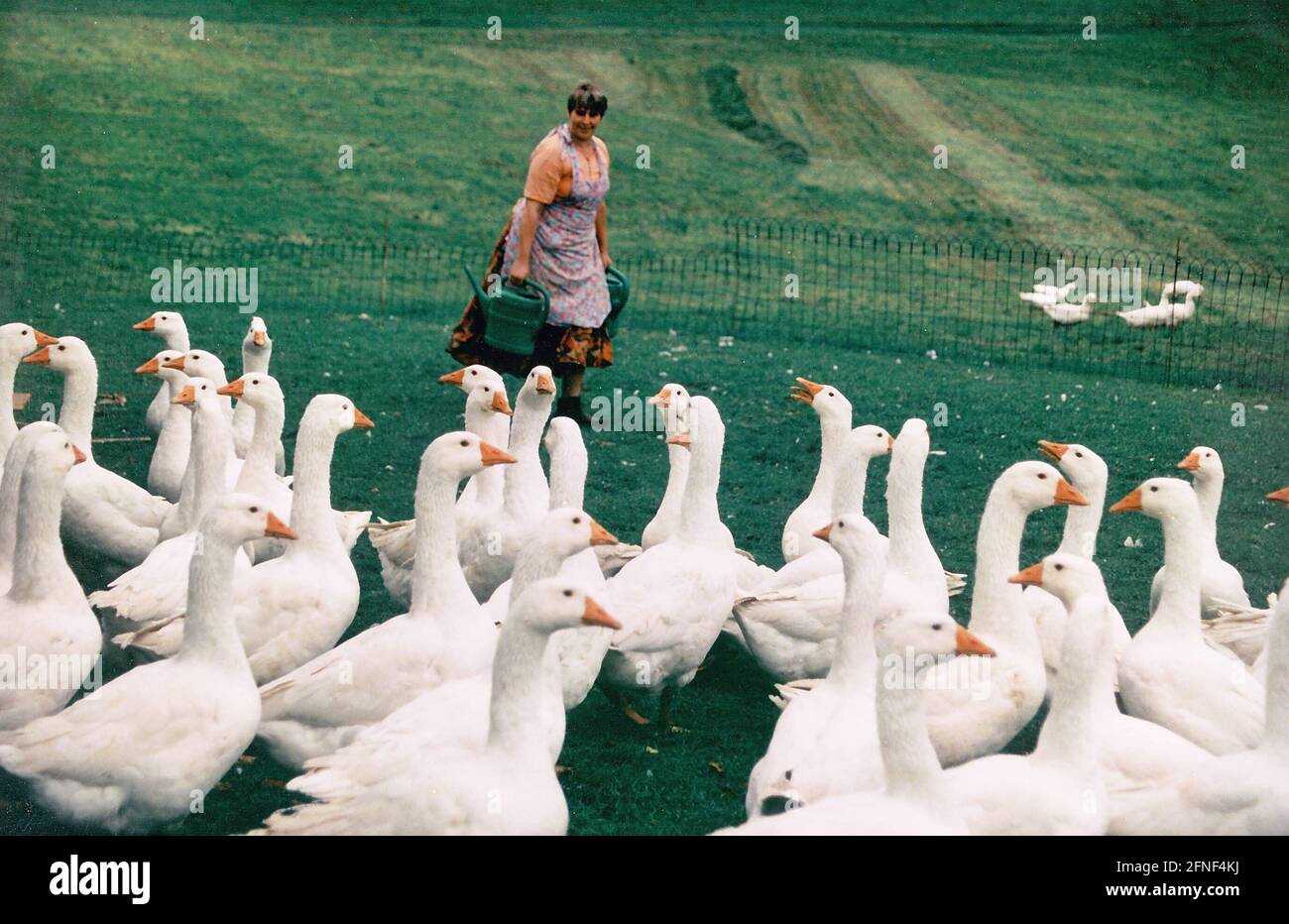 Woman feeding a goose hi-res stock photography and images - Alamy