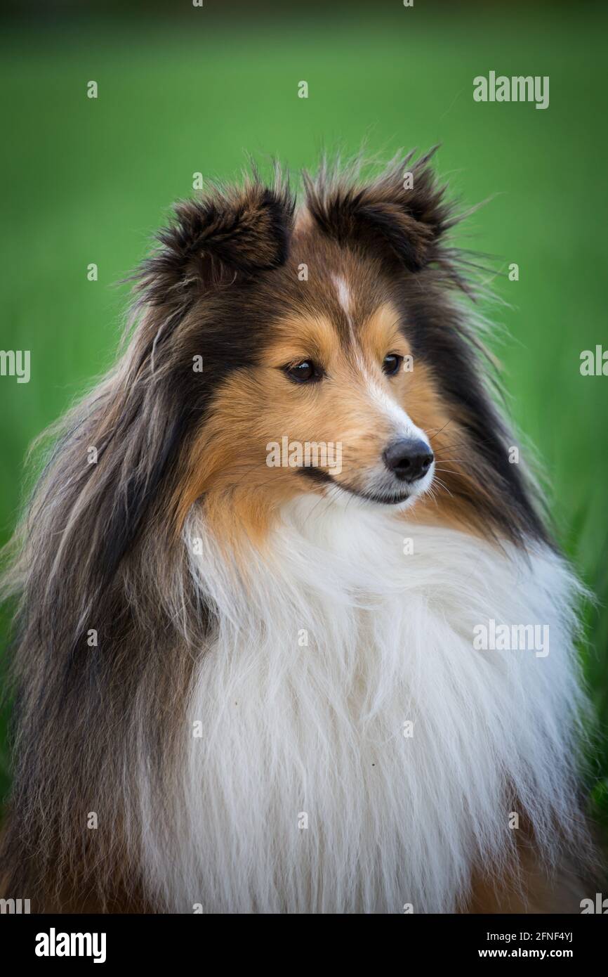 Sheltie head hi-res stock photography and images - Alamy