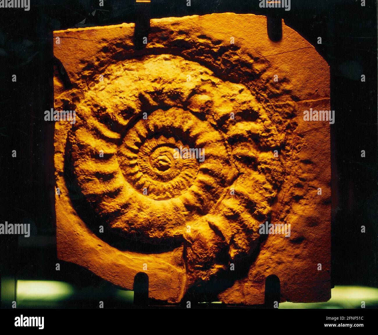 Ammonites or Ammon horns were marine cephalopods and became extinct at ...